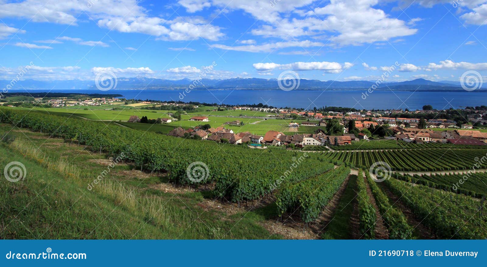 Terraced Vineyards of Lavaux, Switzerland Stock Photo - Image of ripe ...