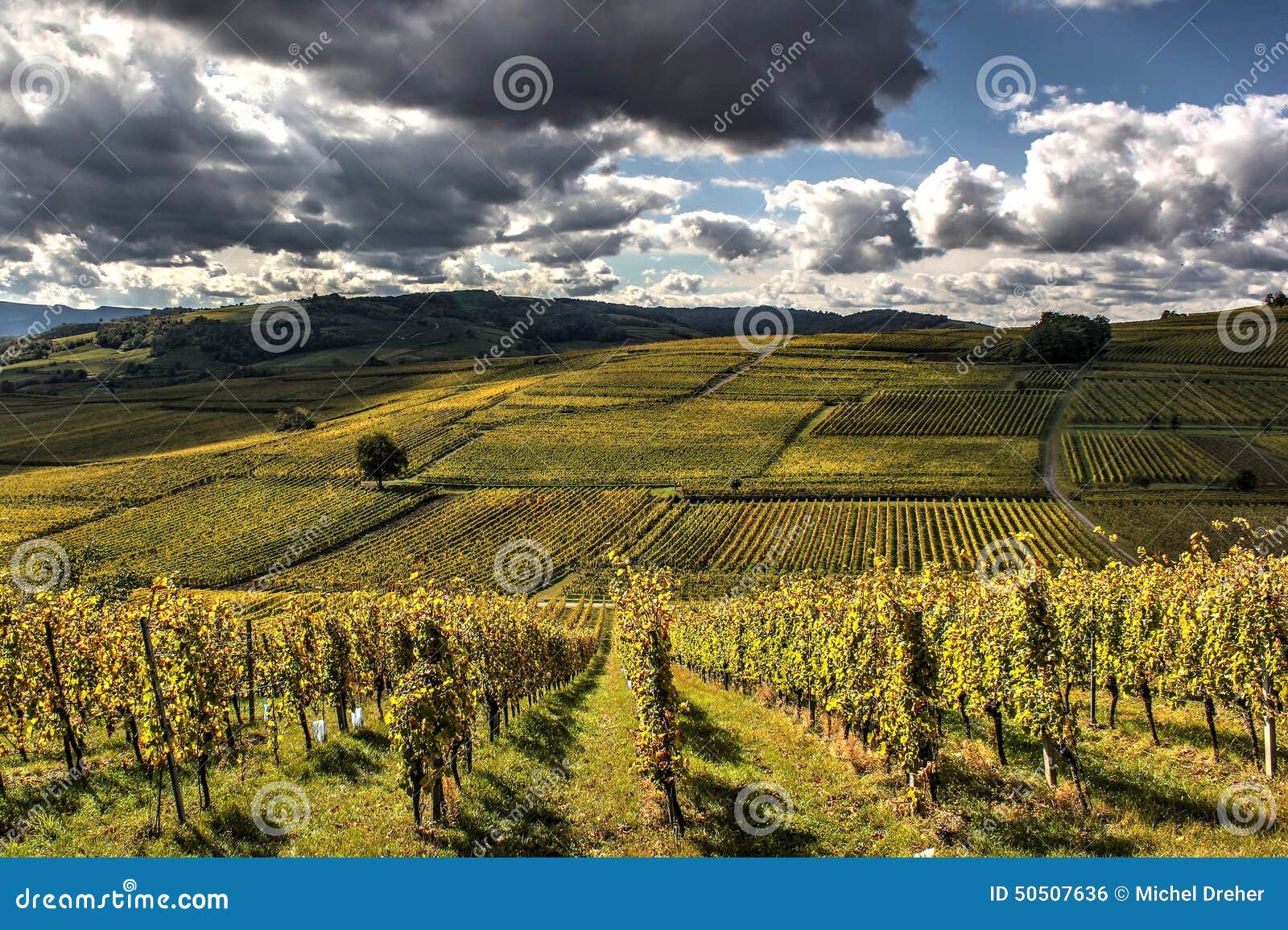 Terraced vineyards stock photo. Image of white, autumn - 50507636