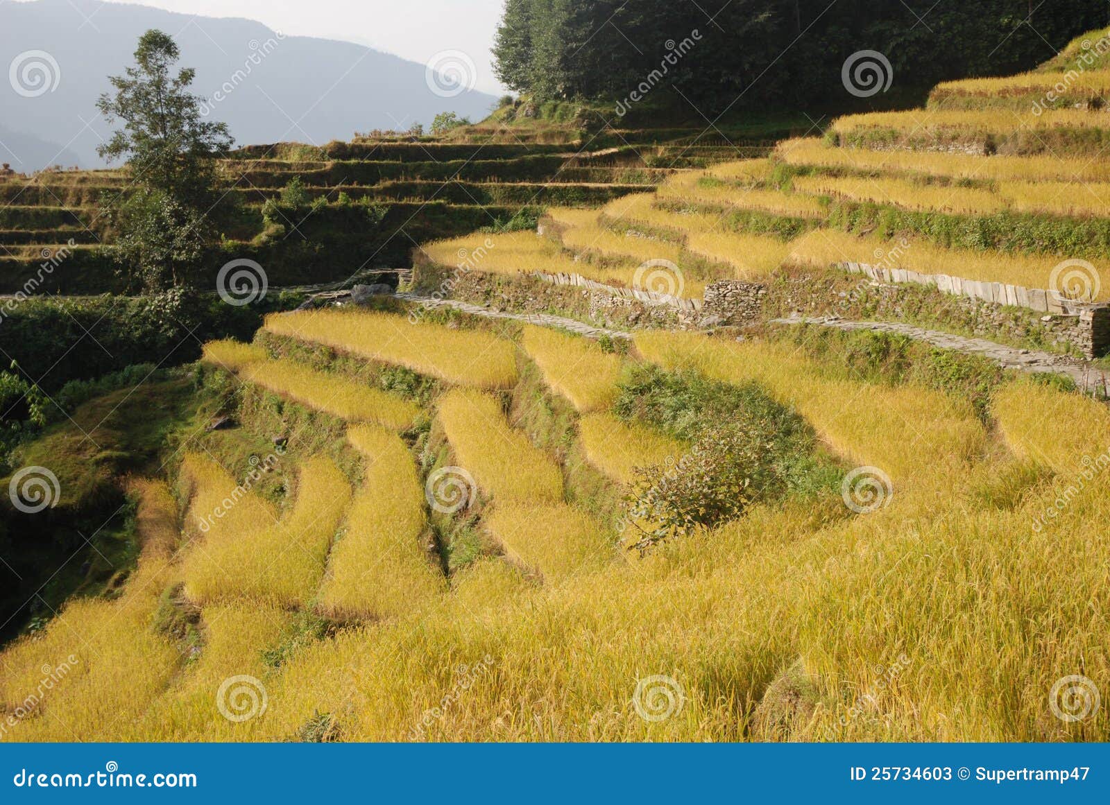 Terracing Is A Technique Of Planting In The Highlands Royalty-Free ...