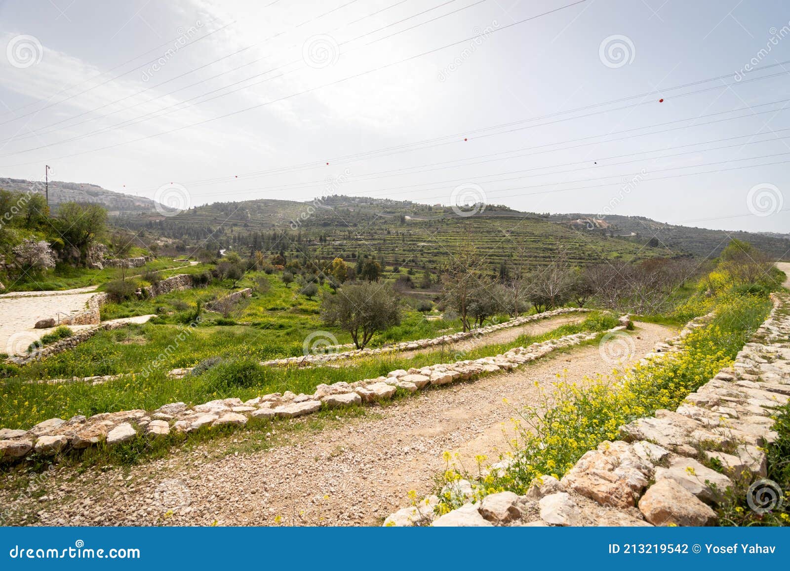 Terraces and Olive Trees in the Jerusalem Forest Stock Photo - Image of ...