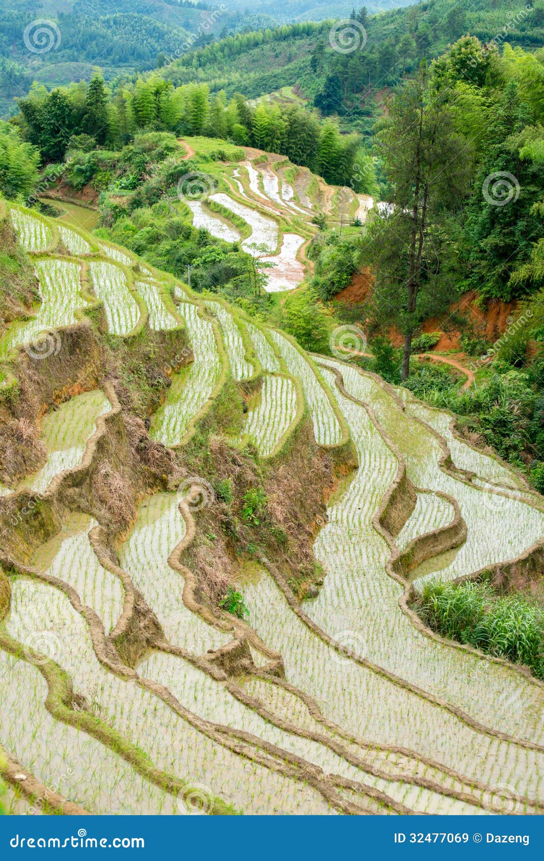 Terraces stock image. Image of organic, farmland, mountain - 32477069