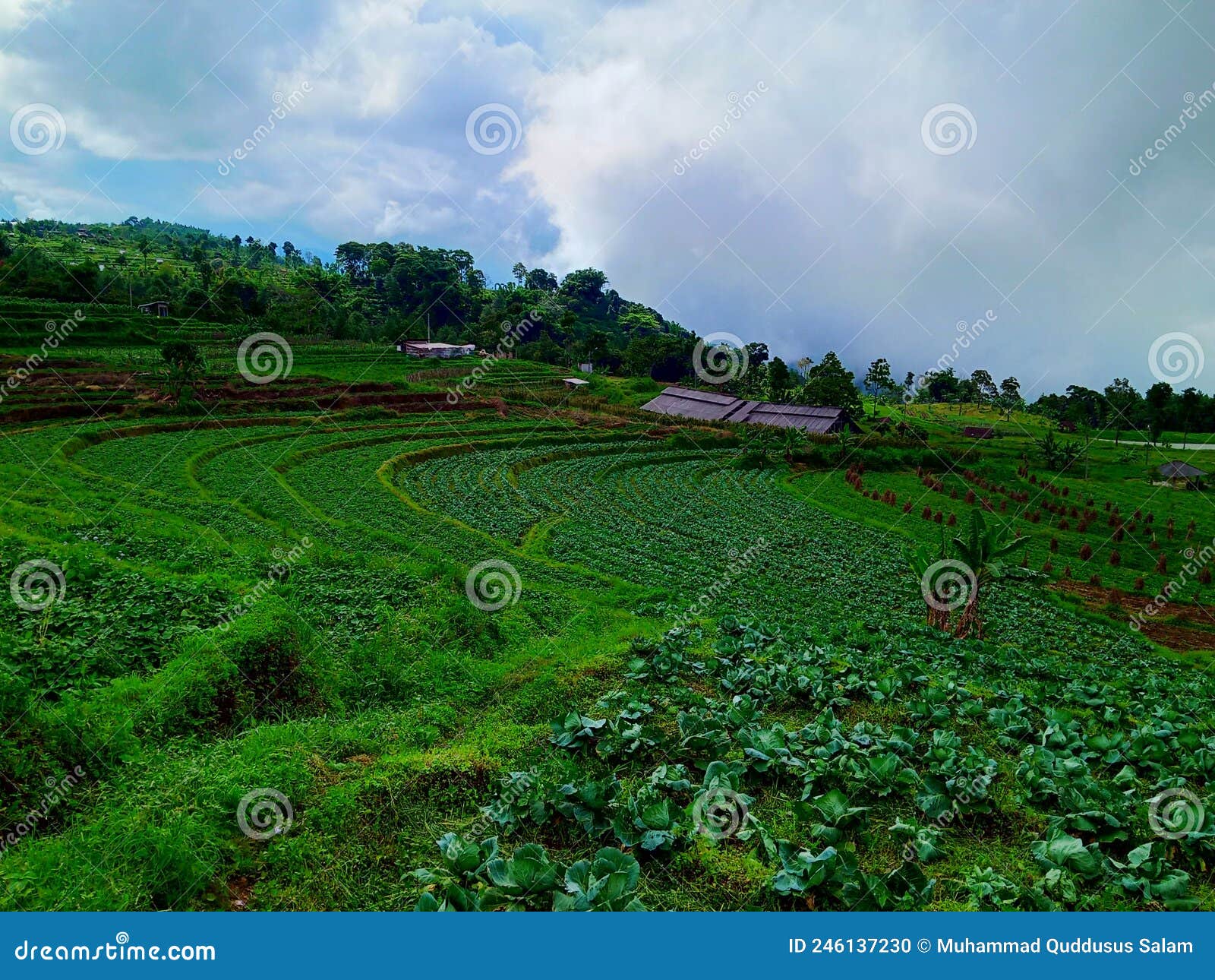 Terracing Is A Technique Of Planting In The Highlands Royalty-Free ...
