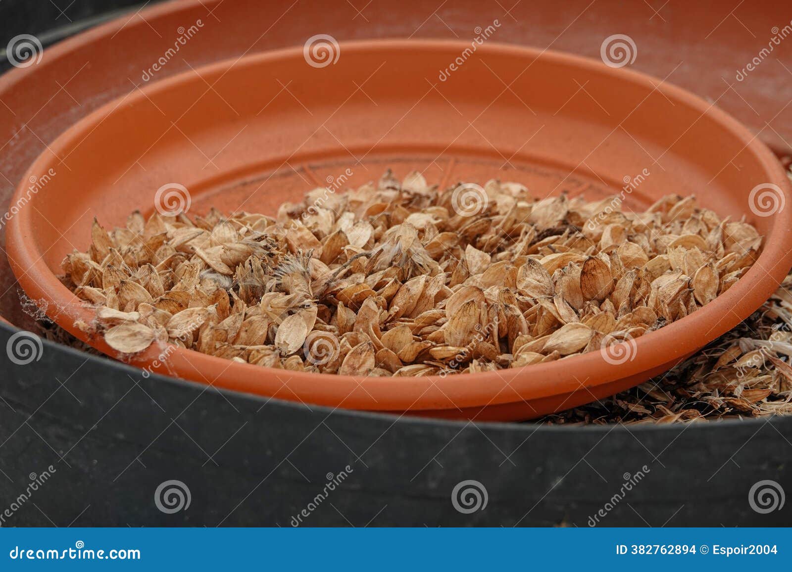 Dried Seeds Of Ash Tree Fraxinus Excelsior. Samara Fruits Known As ...