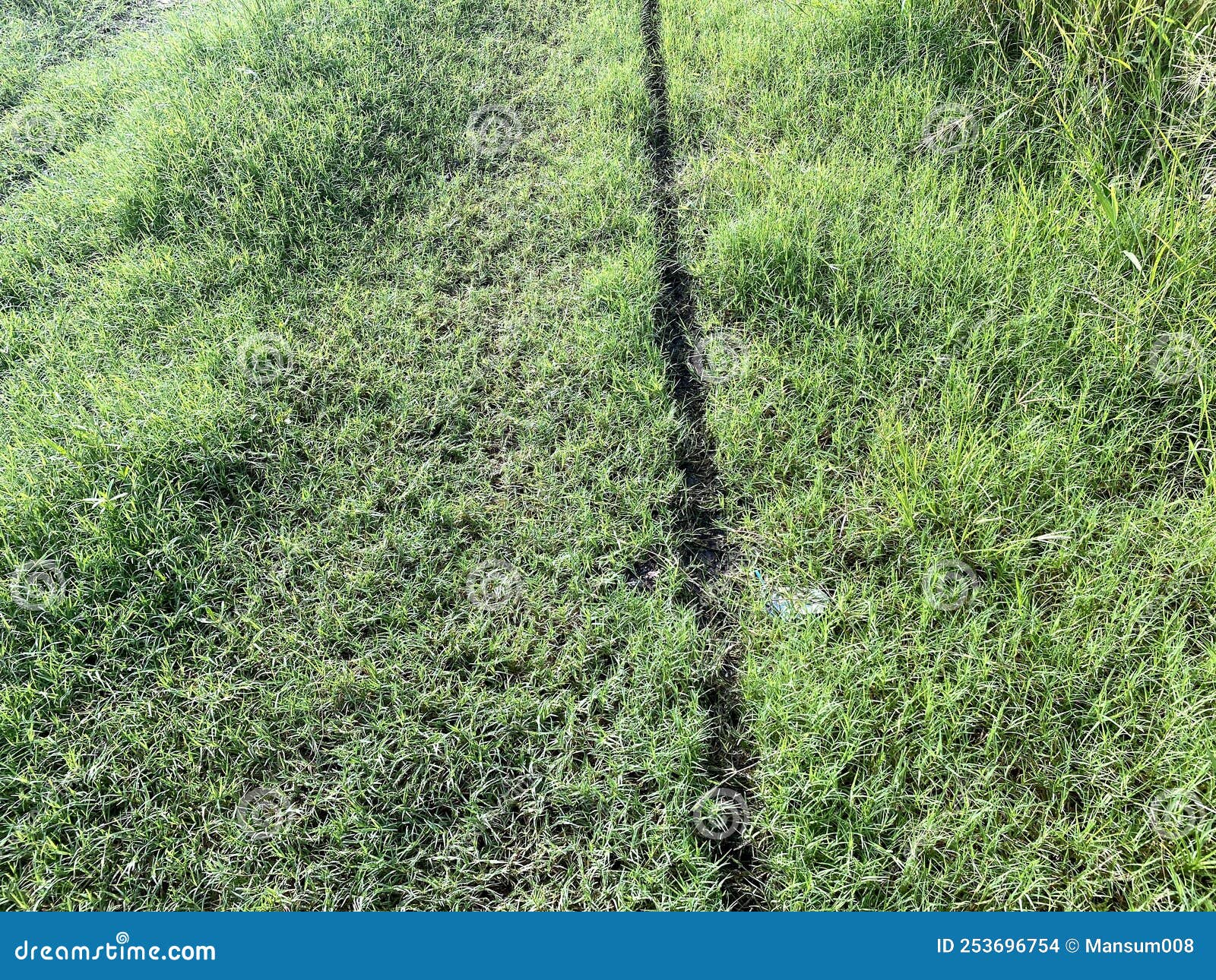 Terrain De Pelouse Vert Avec Beaucoup De Petit Gazon Photo stock ...