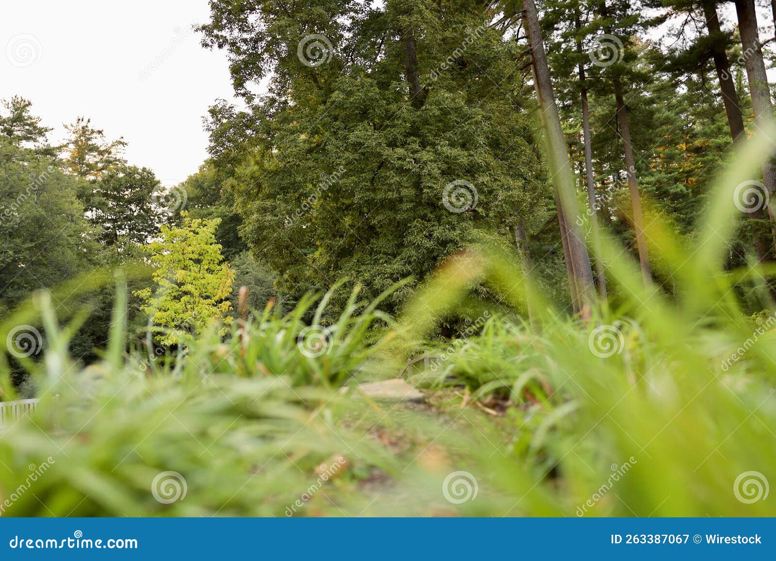 Terrain with Green Leafy Trees in the Background Stock Image - Image of ...