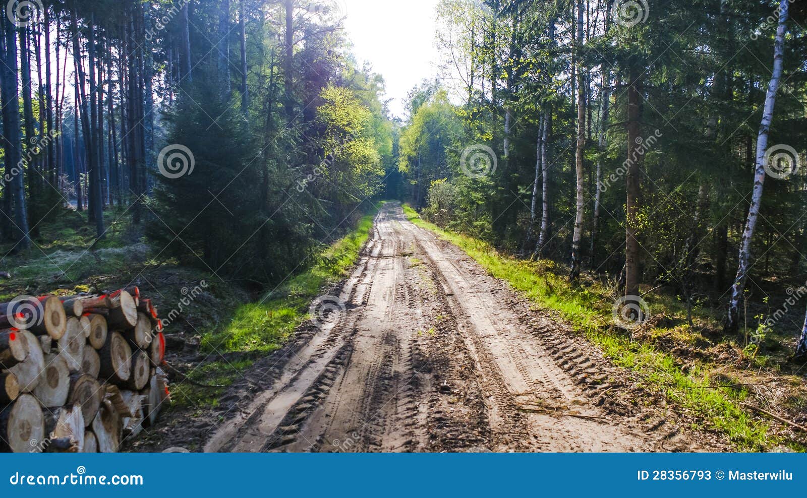 Terrain road in forest stock image. Image of country - 28356793