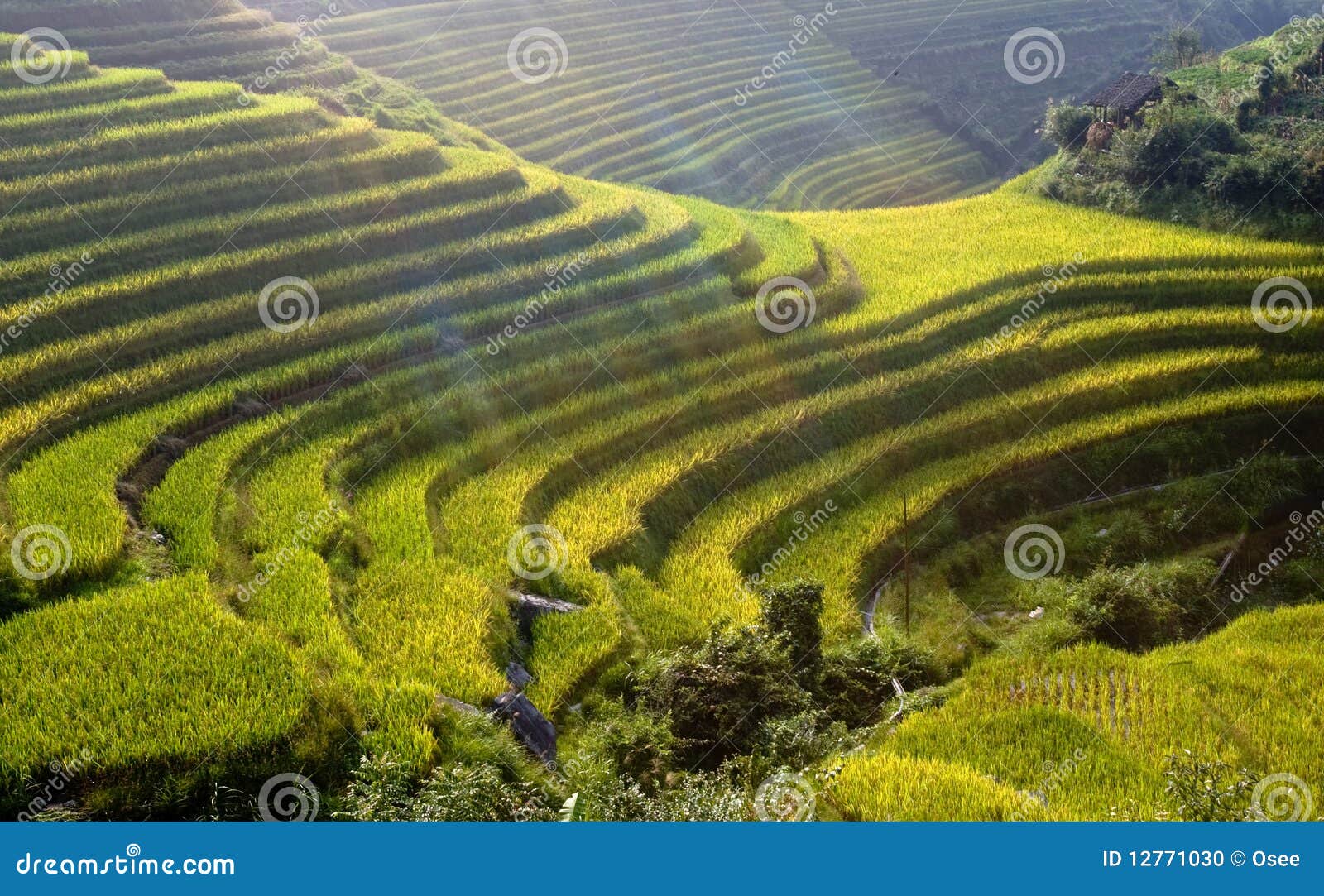 Terrance in china stock photo. Image of nature, field - 12771030