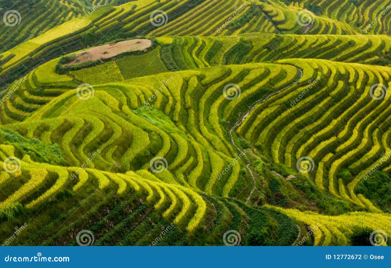 Terrance in china stock photo. Image of grassland, plantation - 12772672