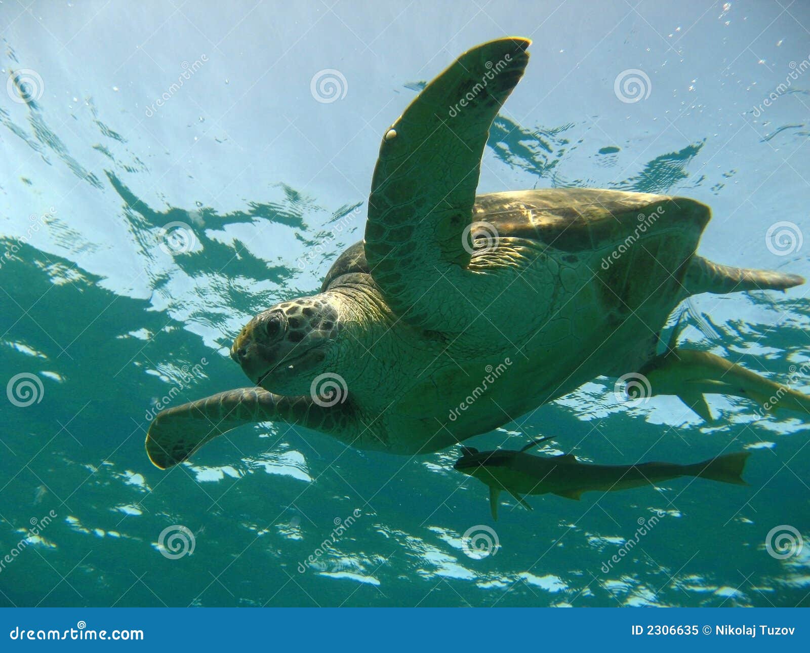 Terrapin stock image. Image of color, aquatic, slow, reverberation ...