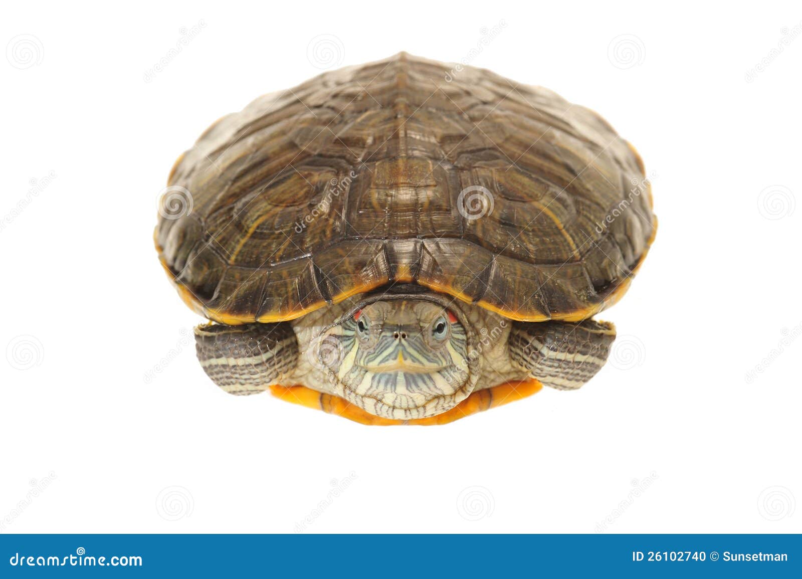 Terrapin stock photo. Image of species, amphibian, evolution - 26102740