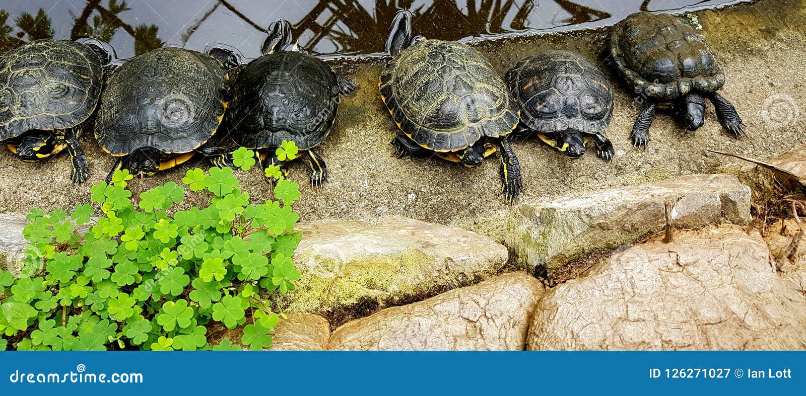 Terrapin Red Eared Variety, Pseudemys Scripta ElegansÂ Stock Image ...