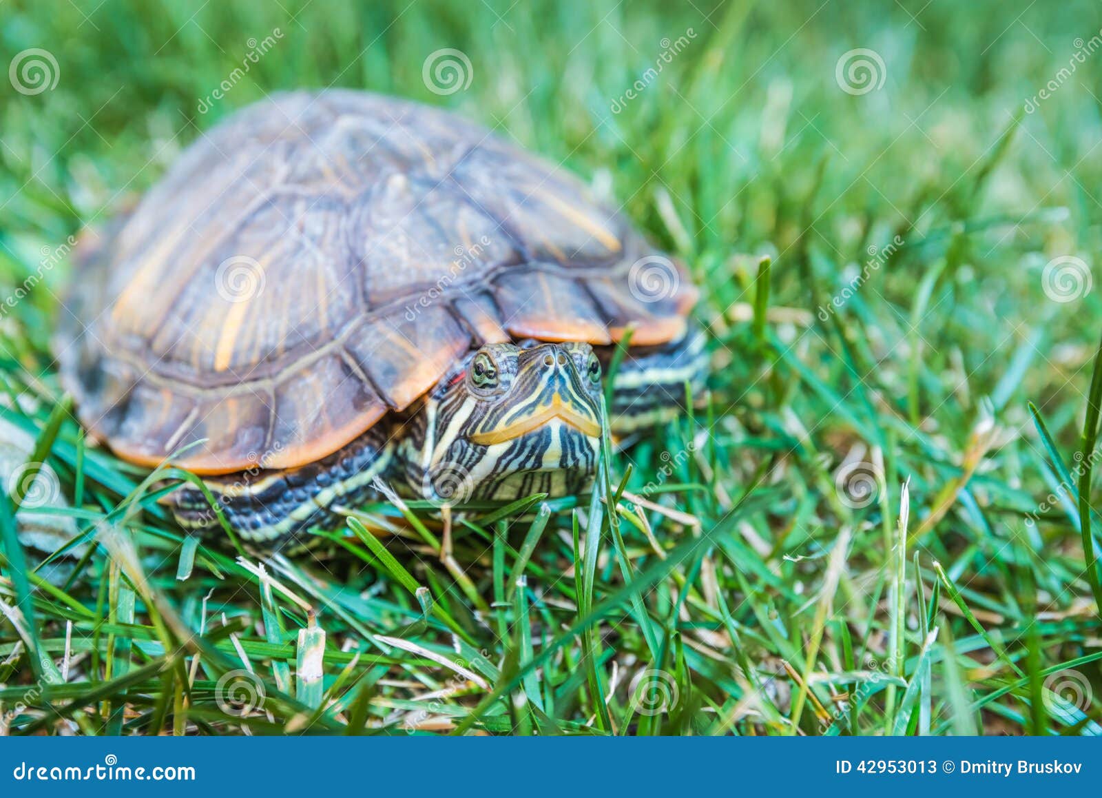 Terrapin stock image. Image of reptile, natural, amusing - 42953013