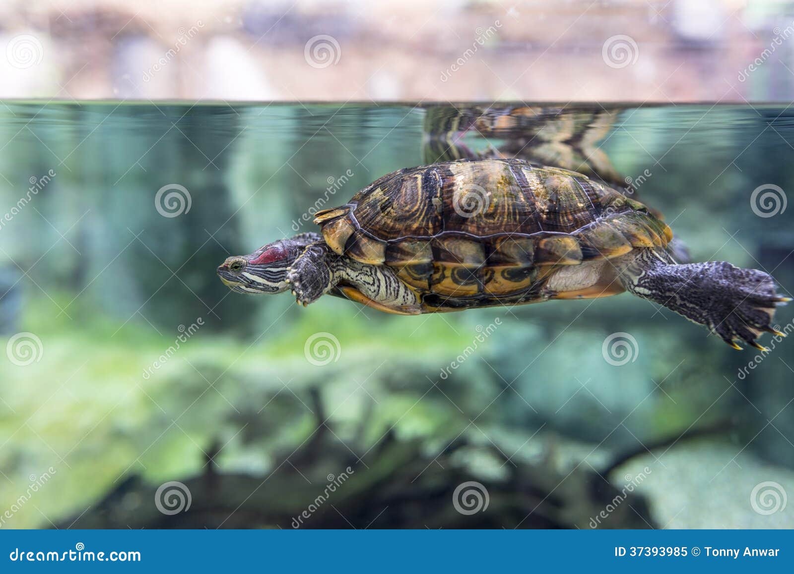 Terrapin stock image. Image of wildlife, terrapin, shell - 37393985