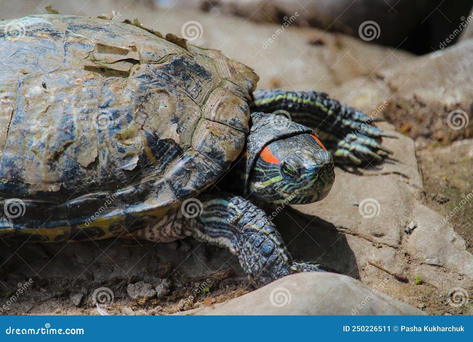 Terrapin-Trachema Scripta Elegans. Wasserschieber Stockbild - Bild von ...