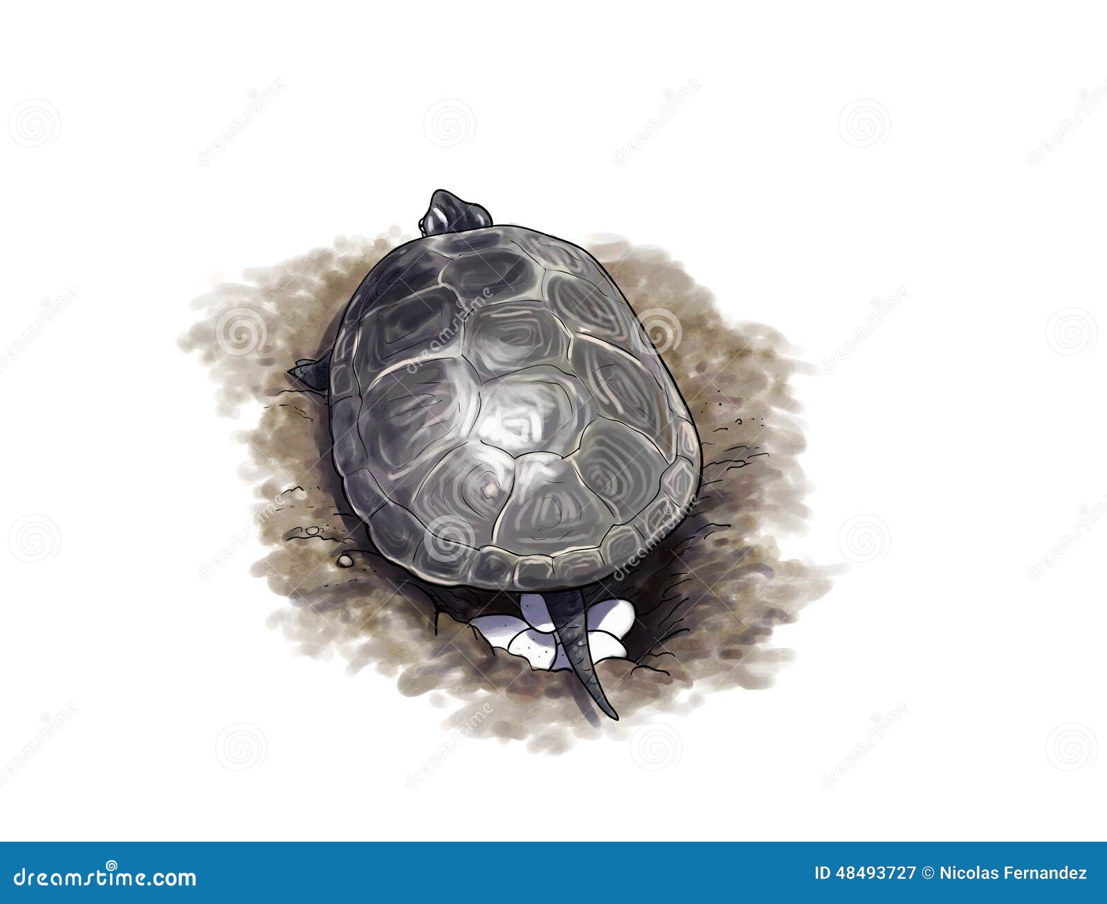 A Female Turtle With A Bow On Its Head Looks Cute Vector Or Color ...