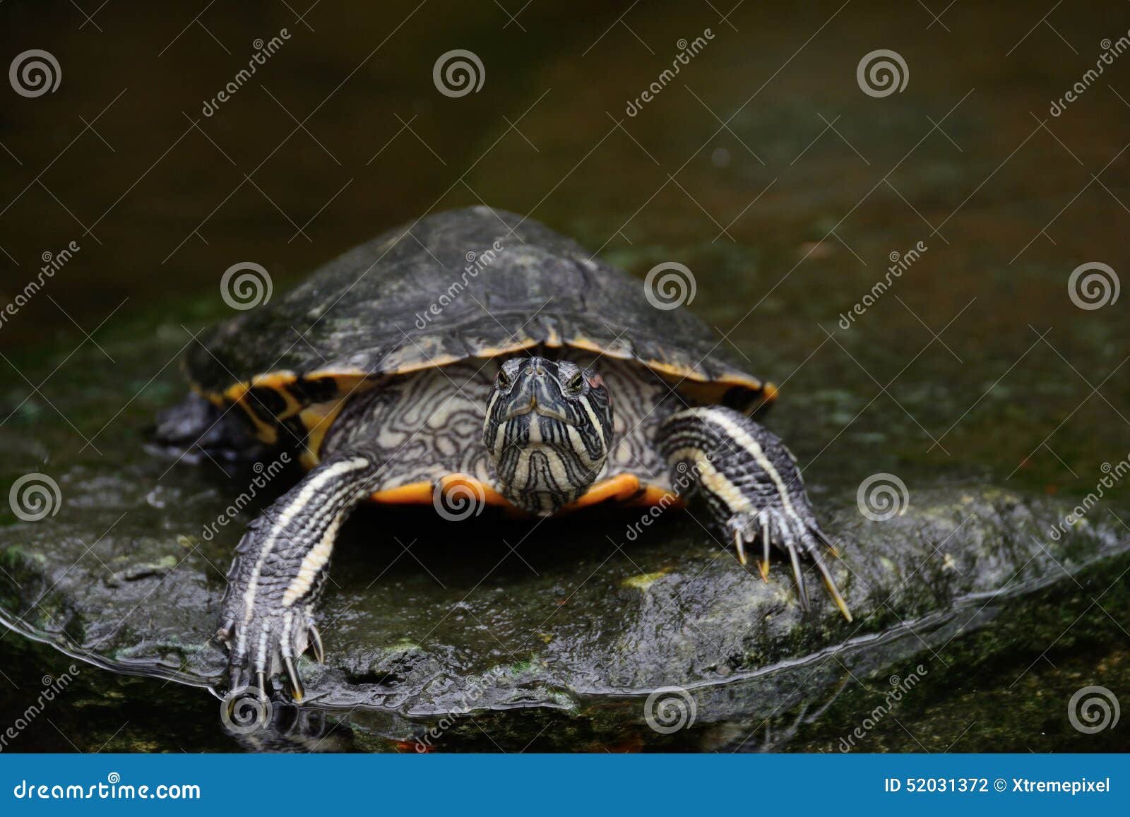 Terrapin stock photo. Image of reptile, rock, water, shell - 52031372