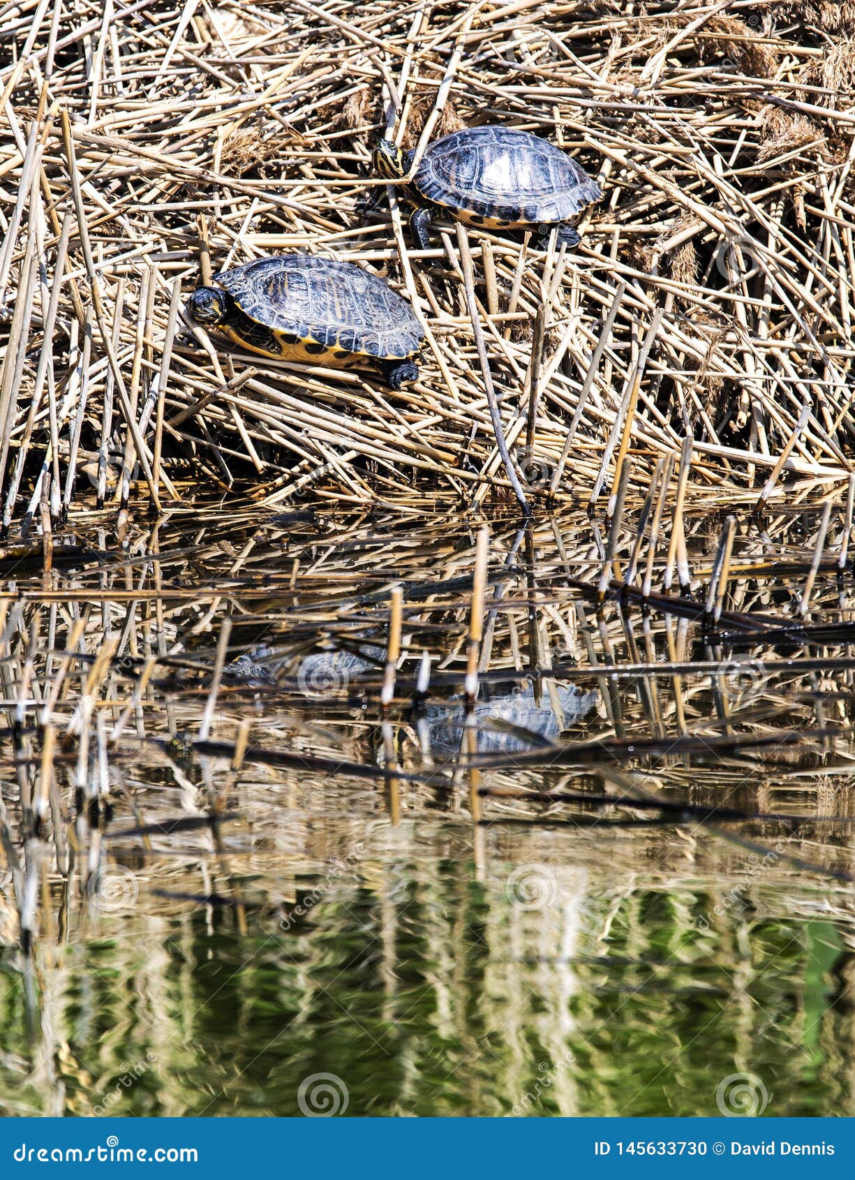 Terrapins Nesting in the Hampton`s Wildlife Reserve Stock Photo - Image ...