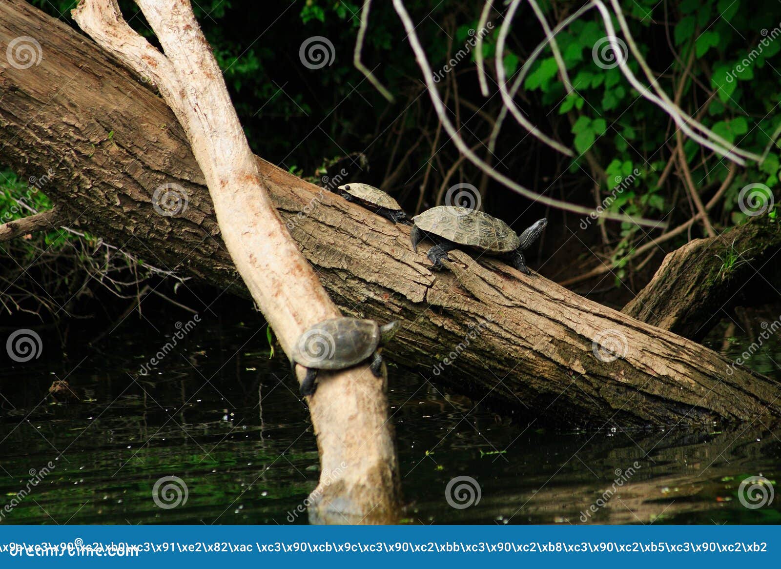 Terrapins stock image. Image of fauna, herbivores, national - 76233297