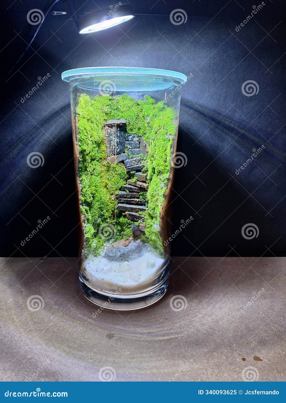 Terrarium model stock image. Image of beautiful, model - 340093625