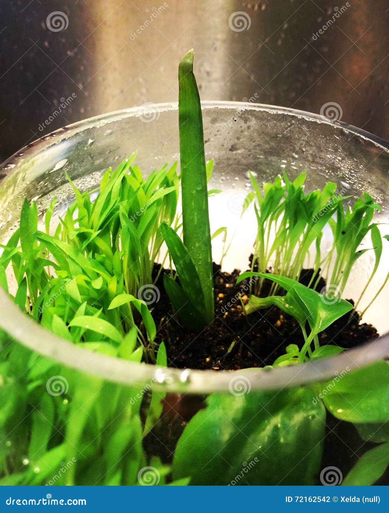 Terrarium editorial photography. Image of aloevera, grass - 72162542