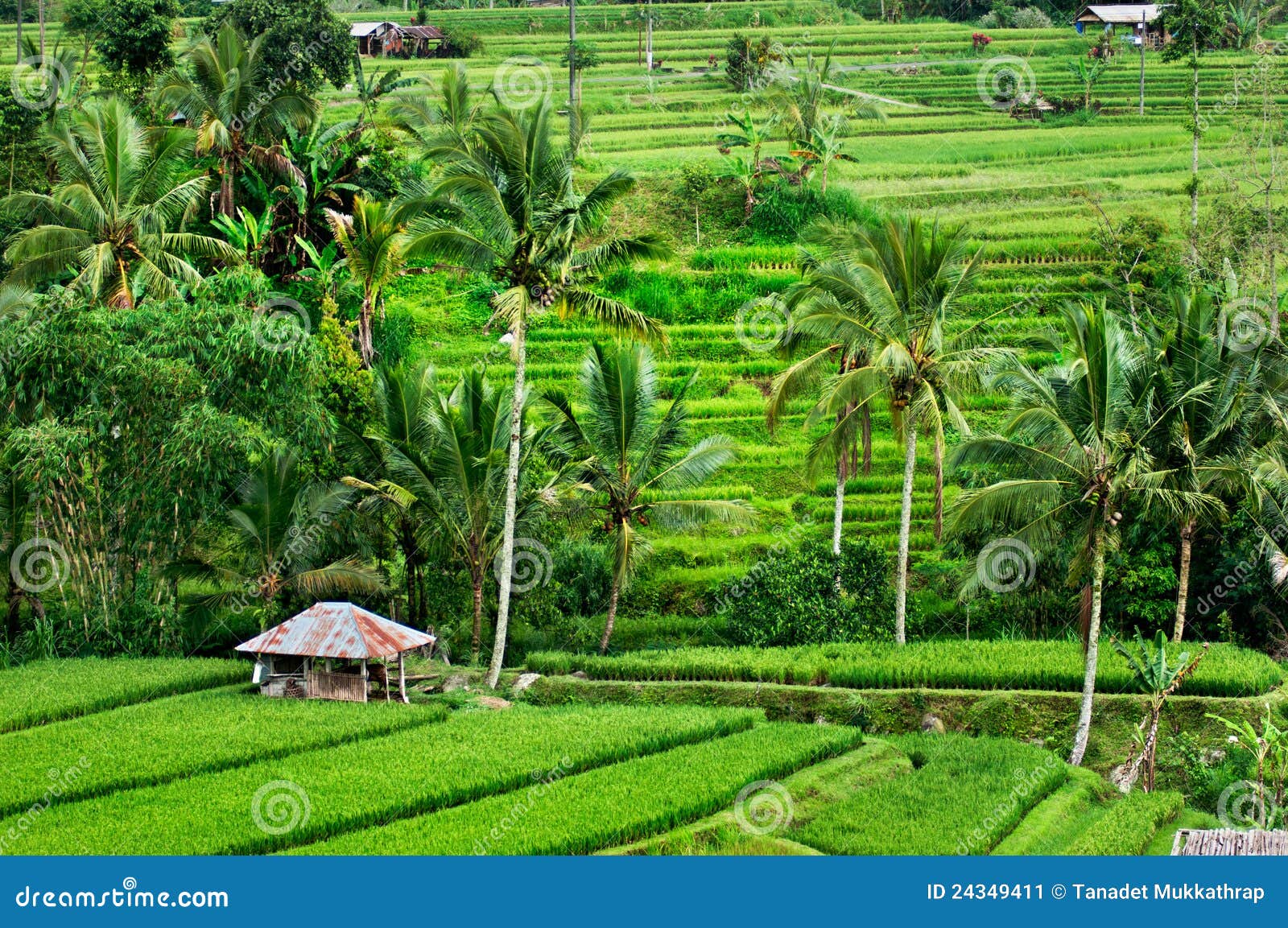 Terrasse de riz dans Bali image stock. Image du nourriture - 24349411
