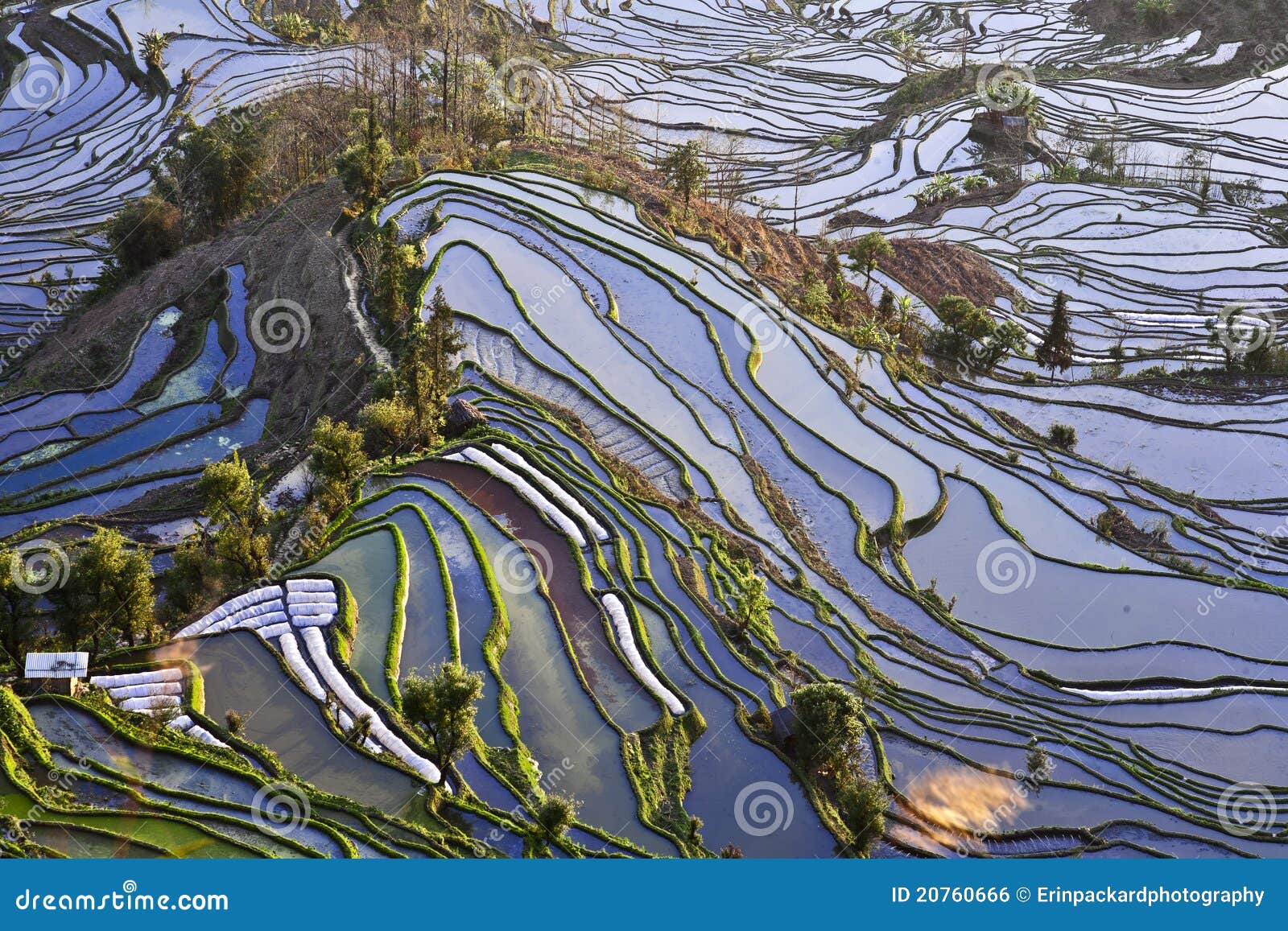 Terrasses antiques de riz photo stock. Image du affermage - 20760666