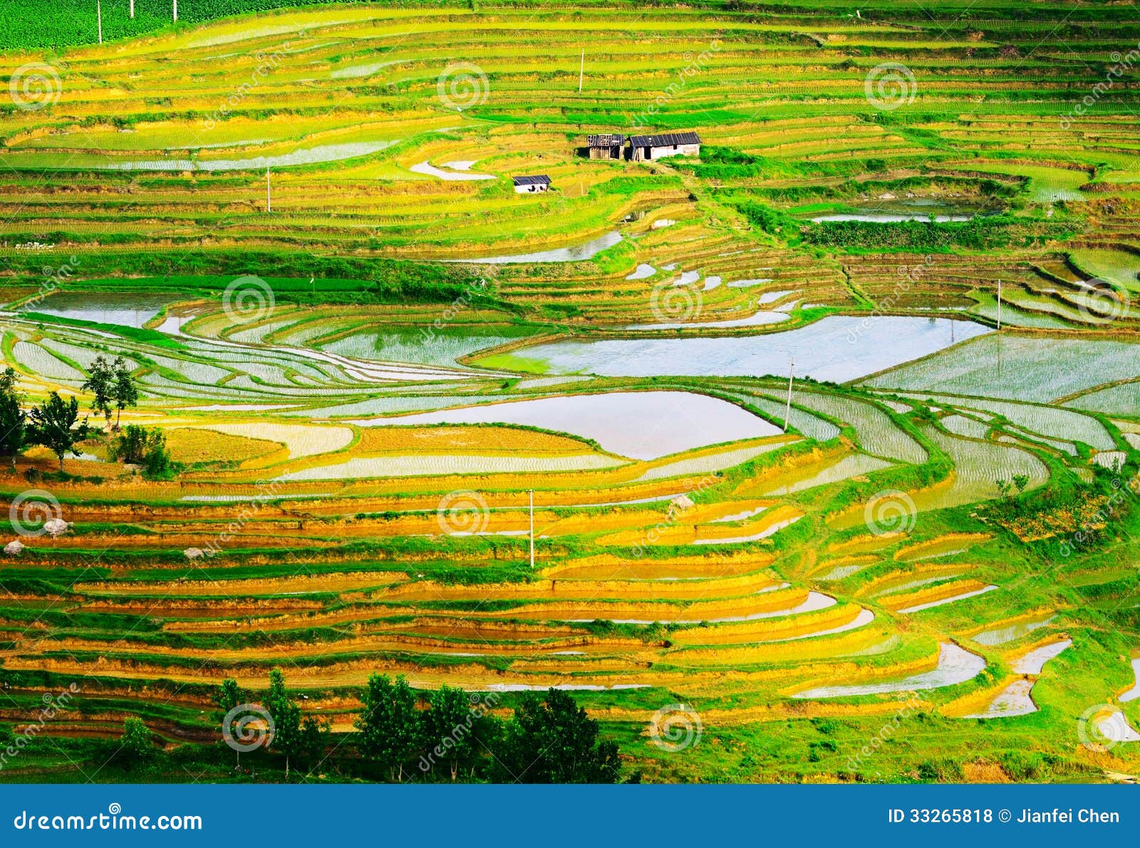 Terrasses De Riz D'or De Baping Photo stock - Image du météorologie ...