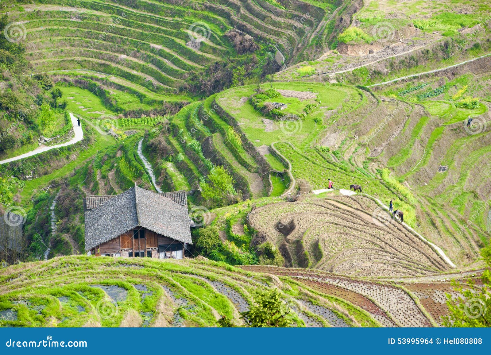 Terrasses De Riz Dans Longsheng, Chine Photo stock - Image du paddy ...
