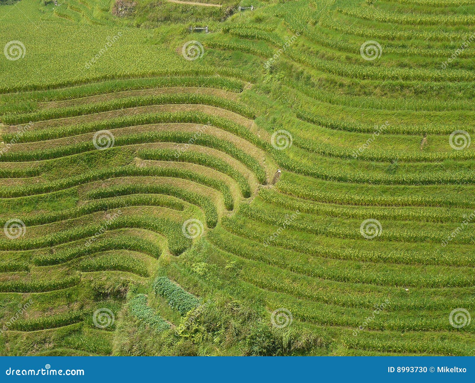 Terrasses De Riz De Longsheng, Chine Photo stock - Image du pente ...