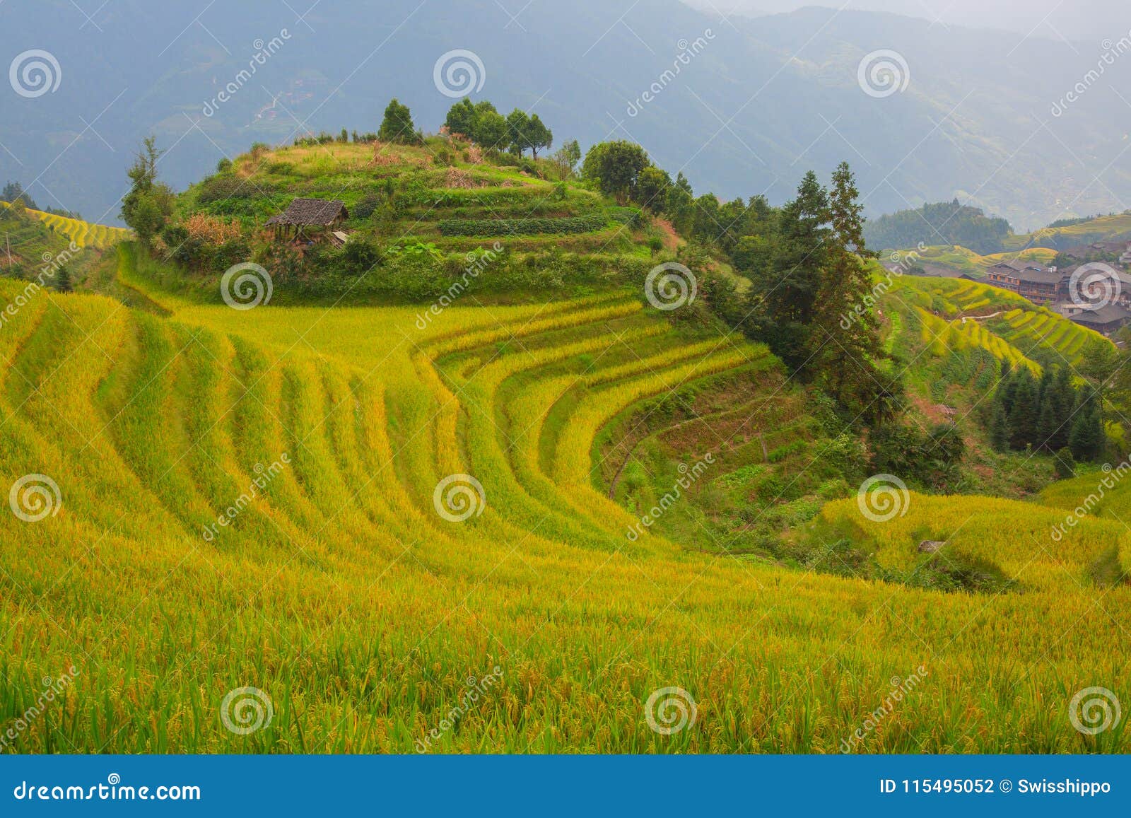 Terrasses de riz de Longji photo stock. Image du abondant - 115495052