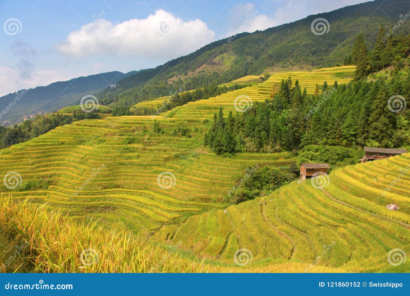 Terrasses de riz de Longji photo stock. Image du vert - 121860152