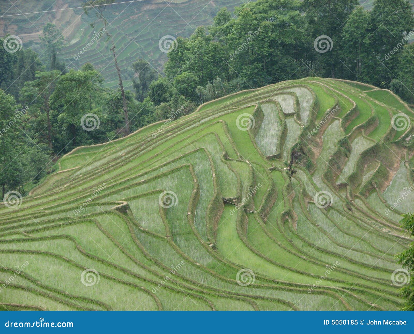 Terrasses De Riz, Yuanyang, Yunnan, Chine Image stock - Image du paddys ...