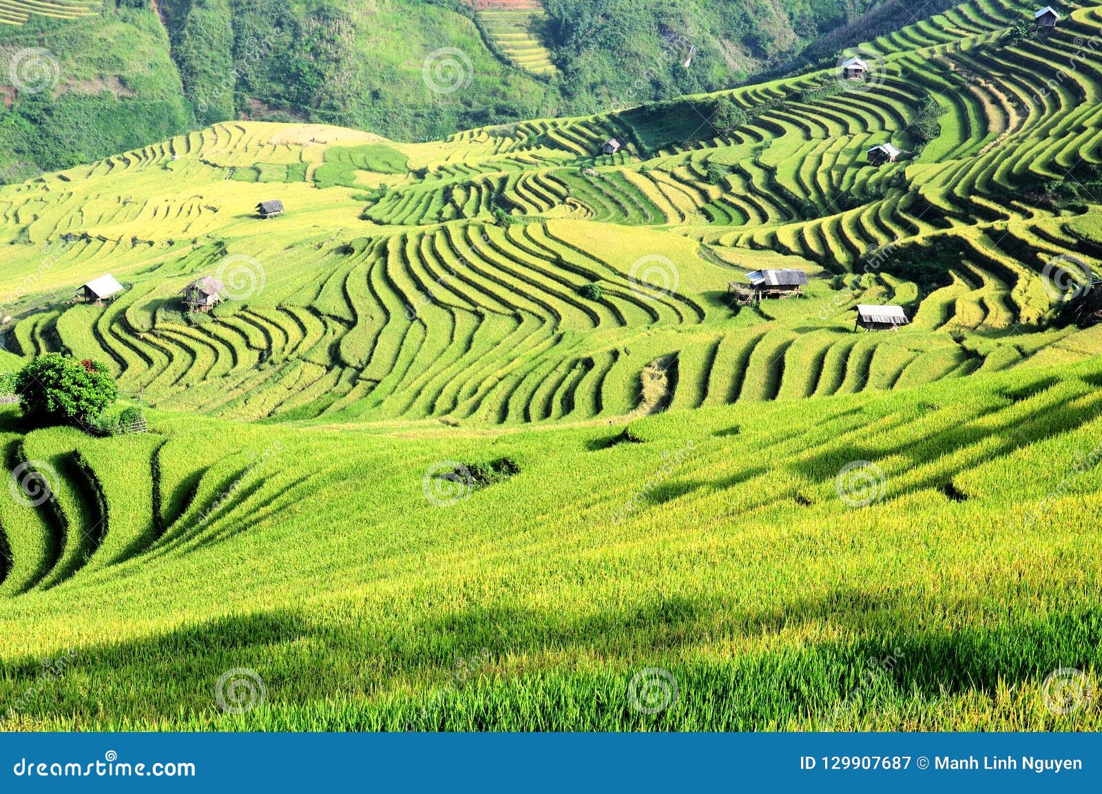 Terrasses MuCangChai - Culture De Riz Image stock - Image du zone ...