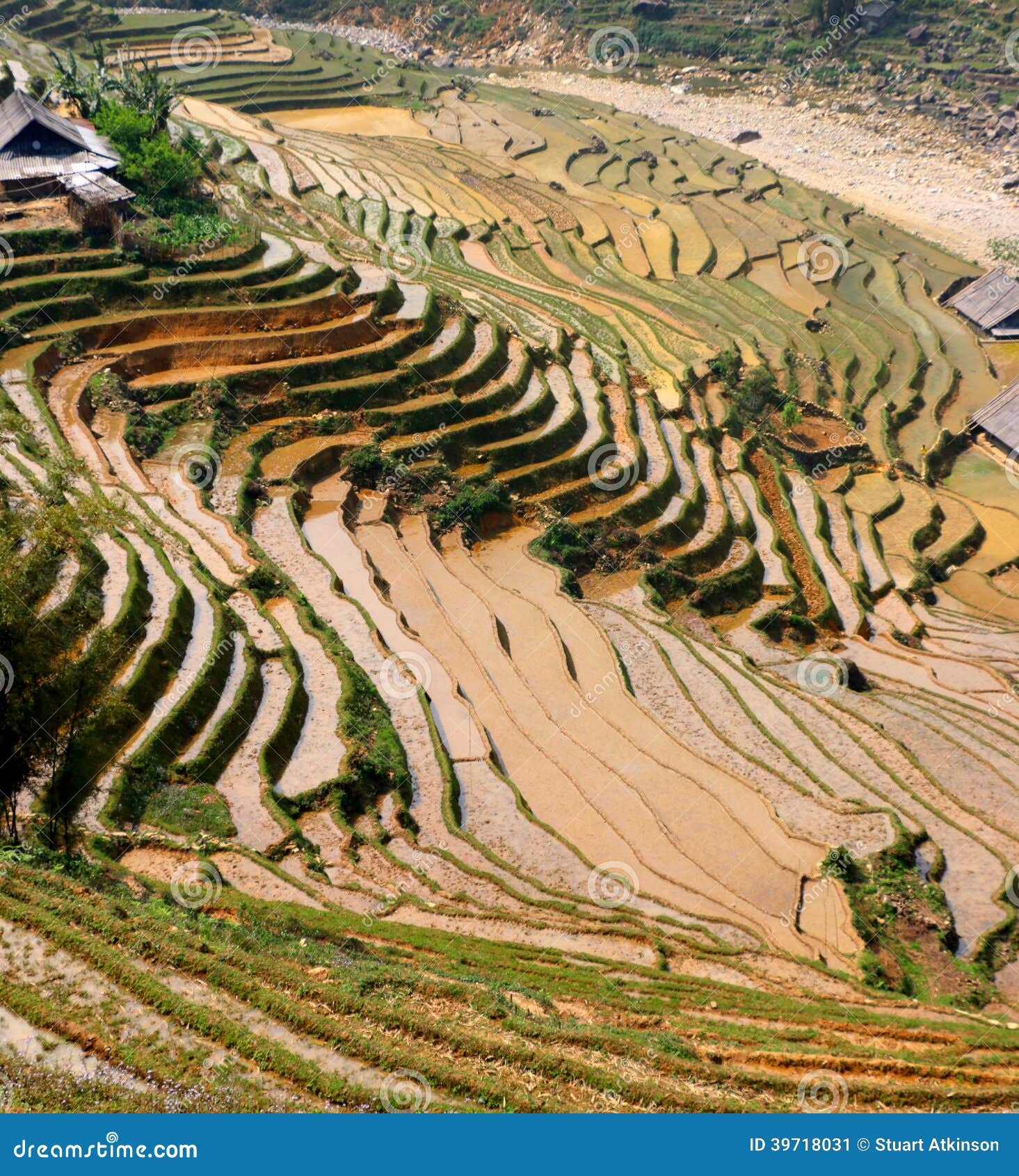 , Terrazzi Del Riso, Campi Di Paddi, Immagine Stock - Immagine di ...