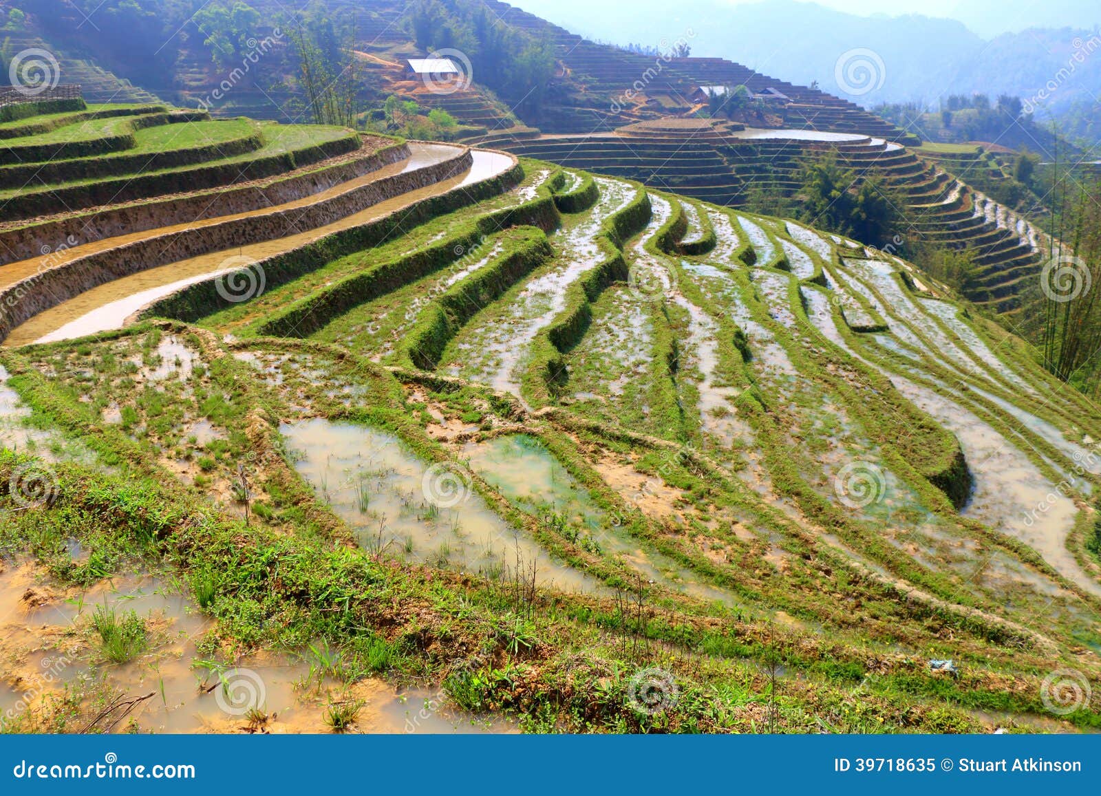 Terrazzi Del Riso, Campi Di Paddi in Montagne Immagine Stock - Immagine ...