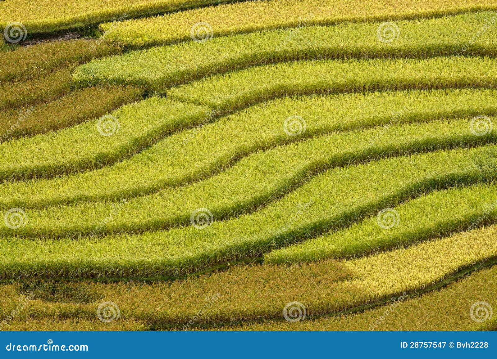 Terrced Rice Fields - Gold Terraced Rice Fields in Stock Image - Image ...