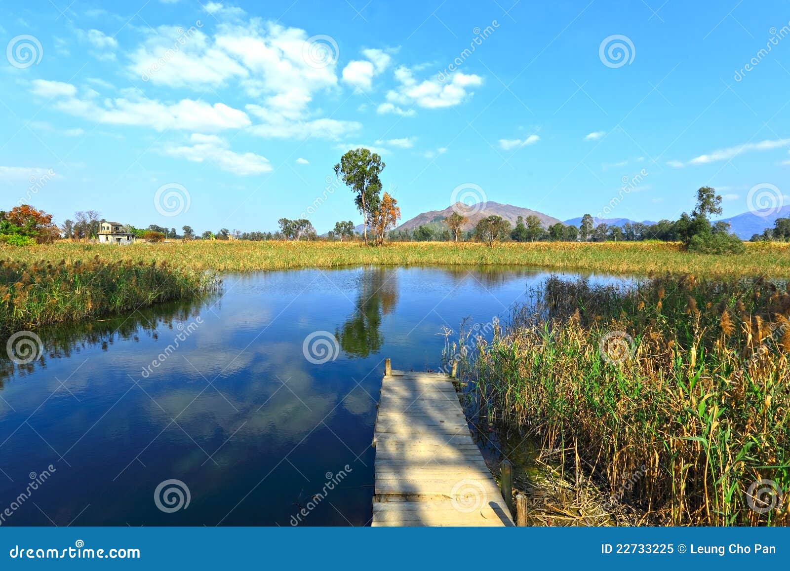 Terre Humide Avec Le Pilier Image stock - Image of forêt, nature: 22733225