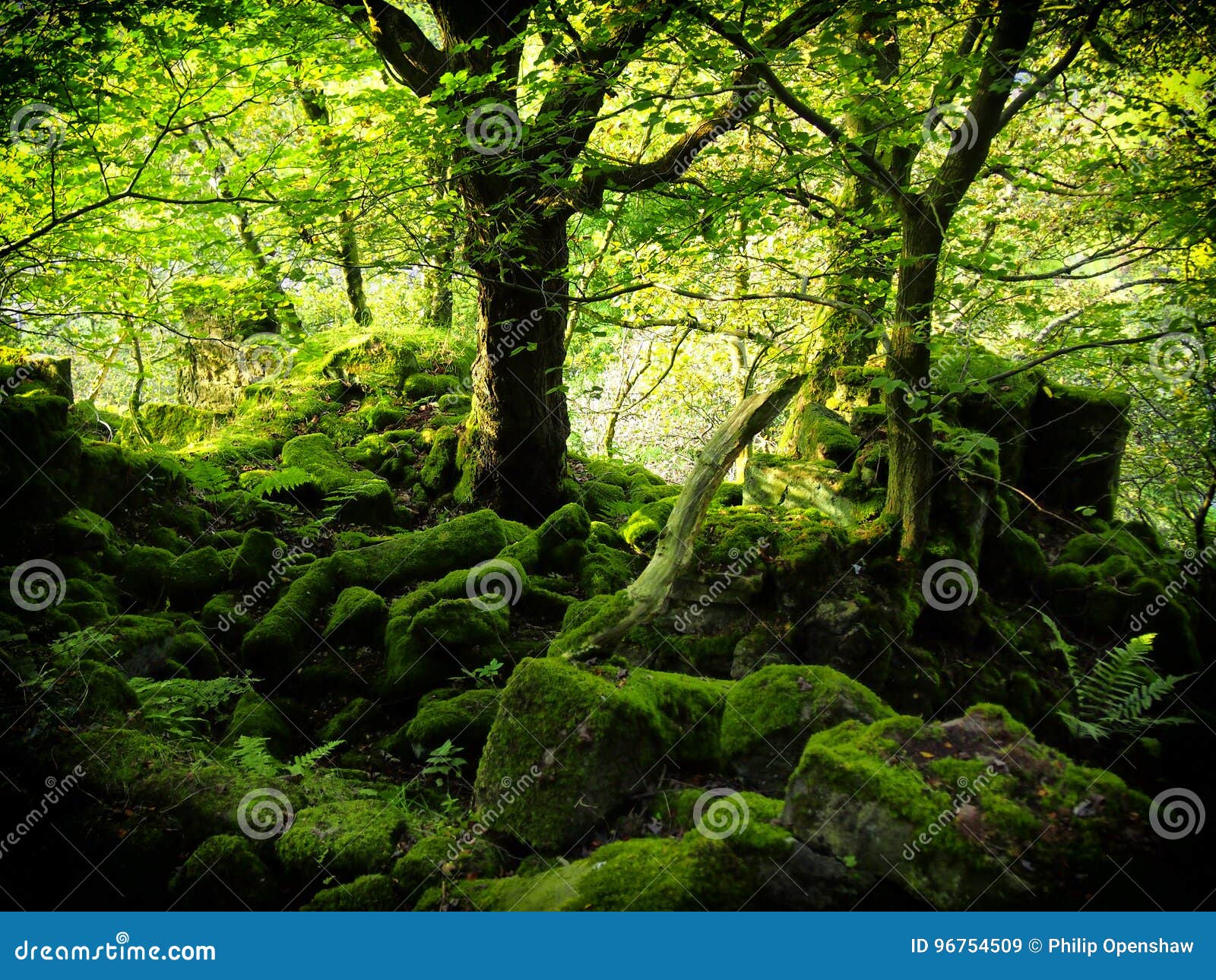 Terreno Boscoso Verde Intenso Intenso Immagine Stock - Immagine di ...