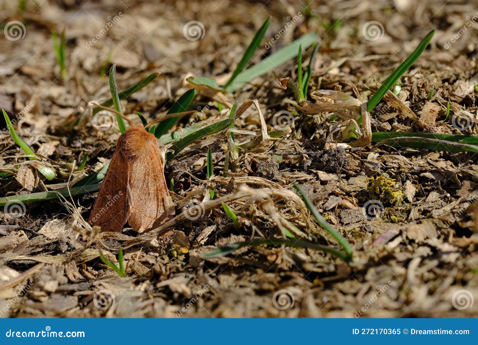 Of a Terrestrial Moth Resting on the Ground in a Natural Environment ...
