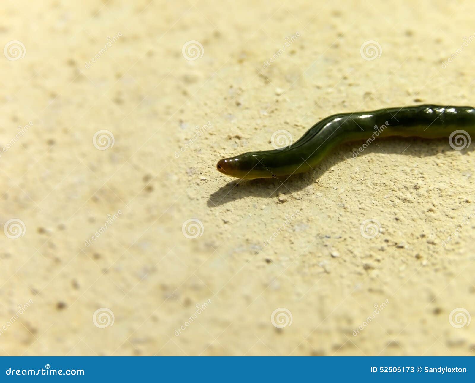 Terrestrial Ribbon Worm 1 stock image. Image of south - 52506173