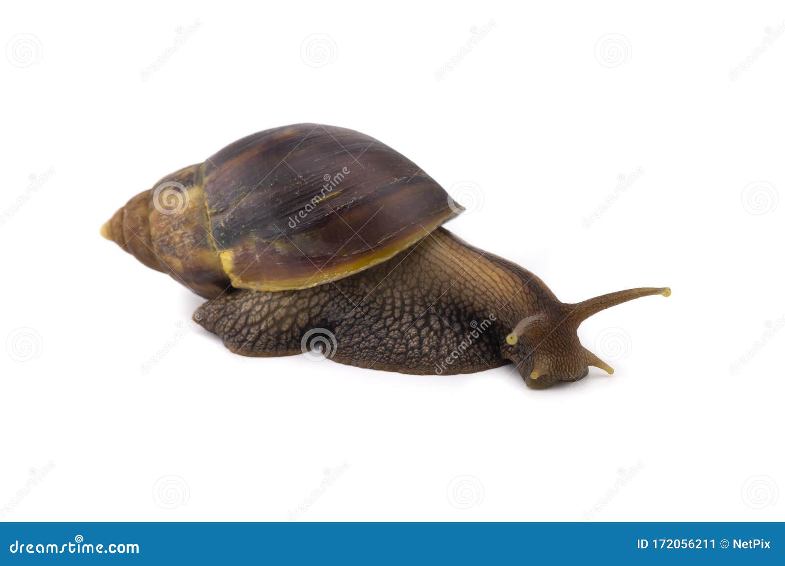 The Terrestrial Snail, From A Typical Venezuelan Environment. Stock ...