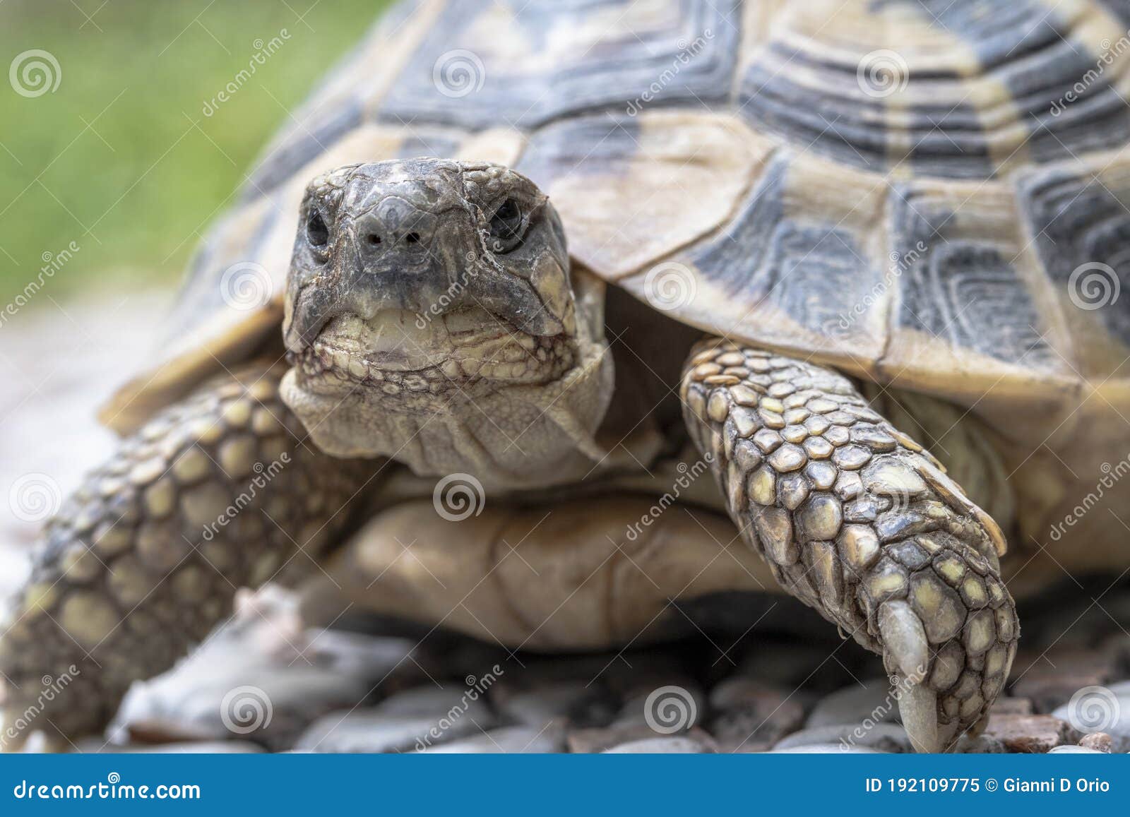 Terrestrial Turtle in the Garden Stock Image - Image of reptile ...