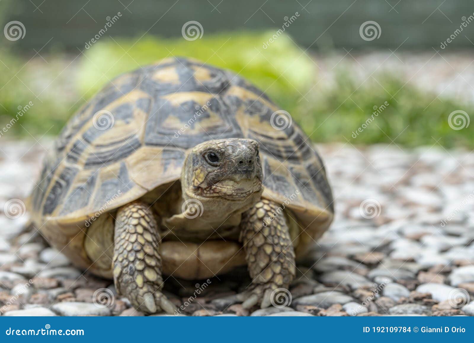 Terrestrial Turtle in the Garden Stock Photo - Image of tortoise ...