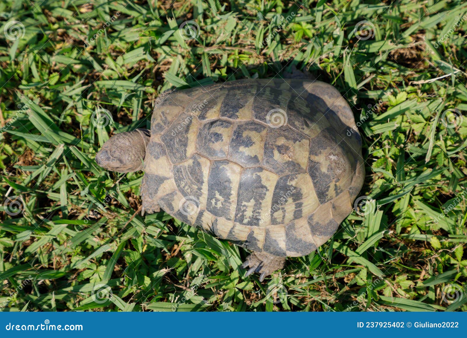 Terrestrial turtle stock photo. Image of shell, environment - 237925402
