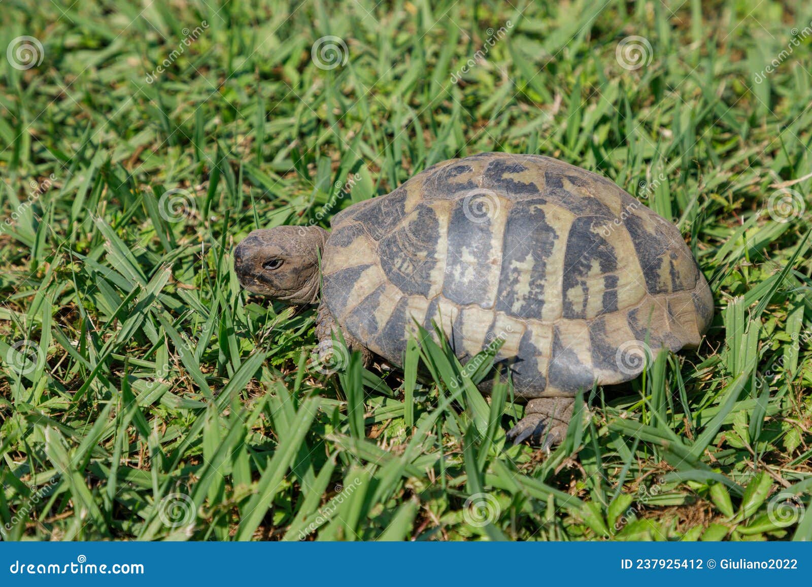 Terrestrial turtle stock photo. Image of vertebrate - 237925412