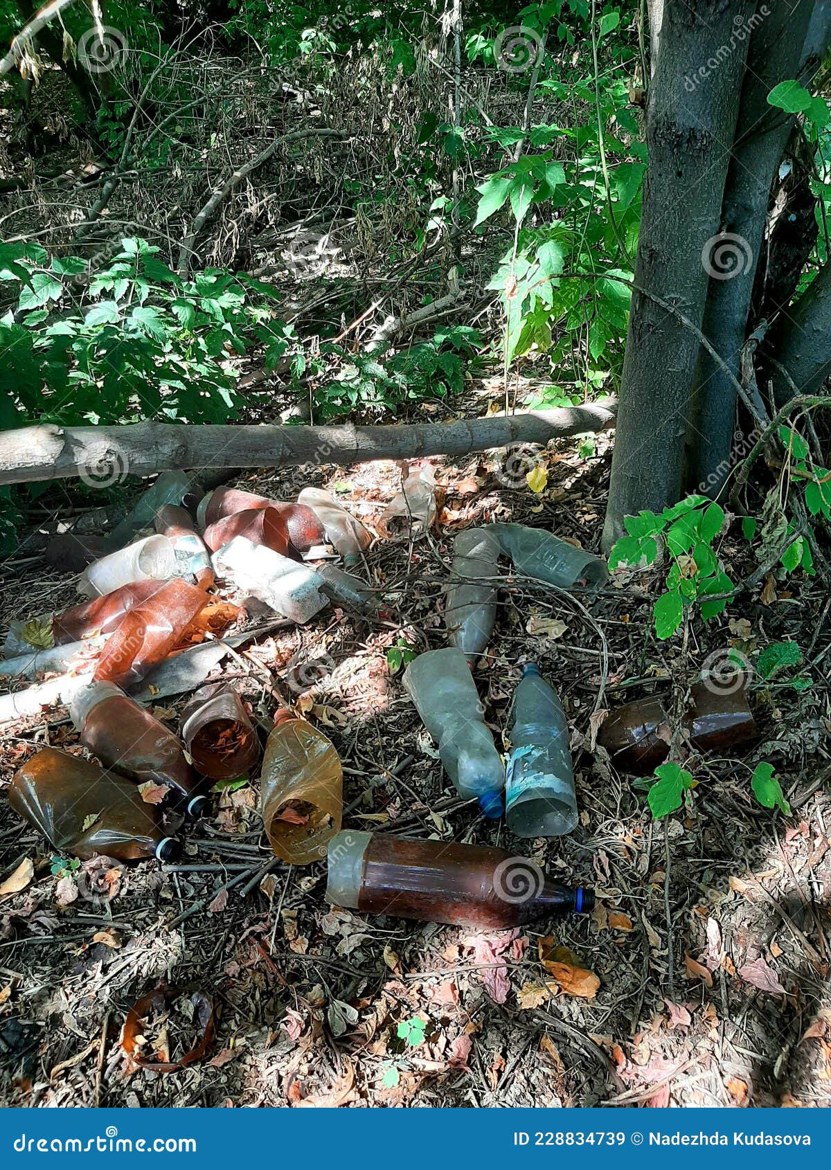 Terrible Condition of the Forest Stock Image - Image of wilderness ...