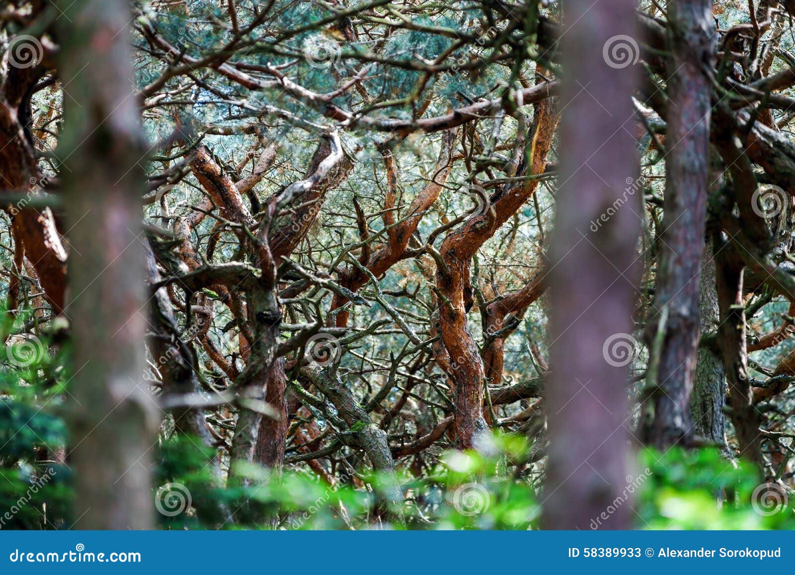Terrible Dreamy Mysterious Forest View Stock Image - Image of dreadful ...