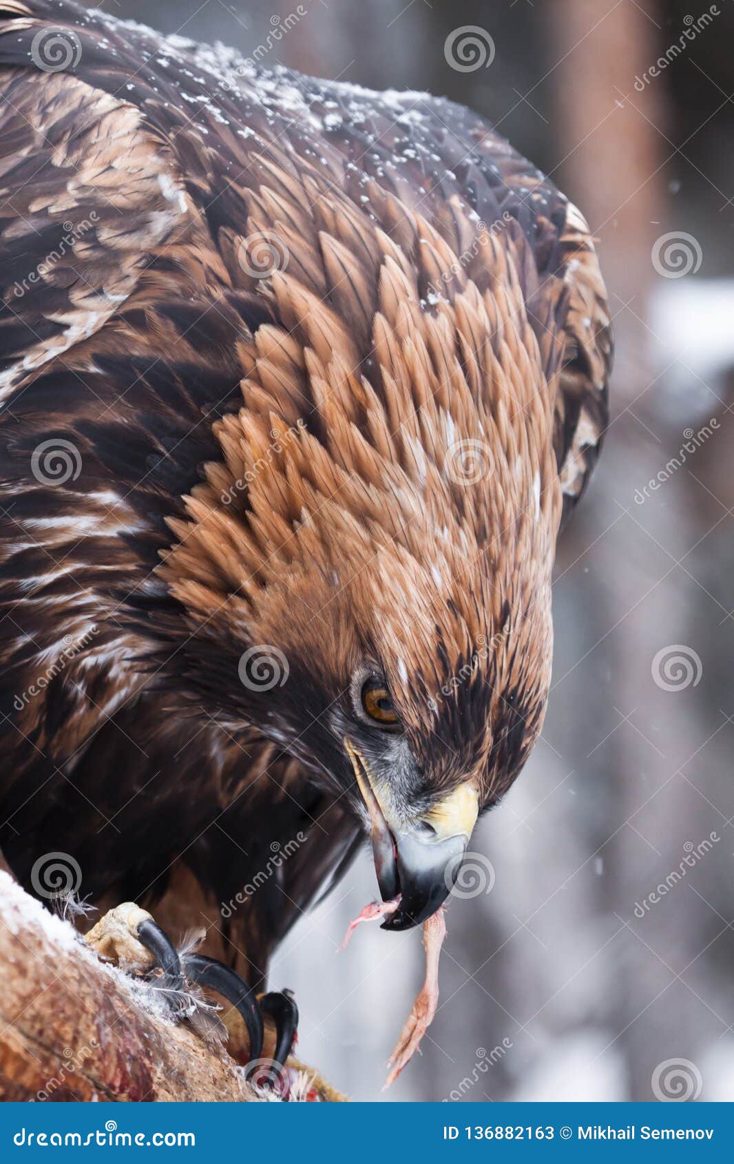 Terrible Eagle with a Large Beak Close-up Stock Image - Image of brown ...
