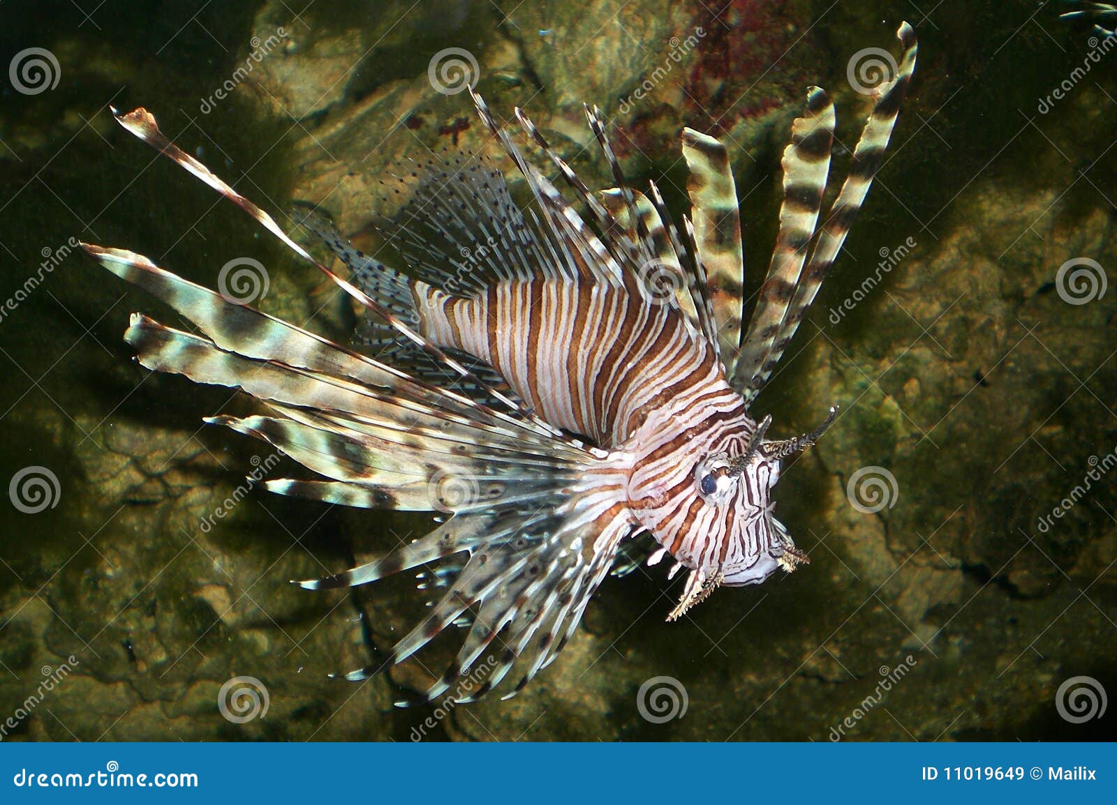 Terrible fish stock image. Image of animal, terrible - 11019649