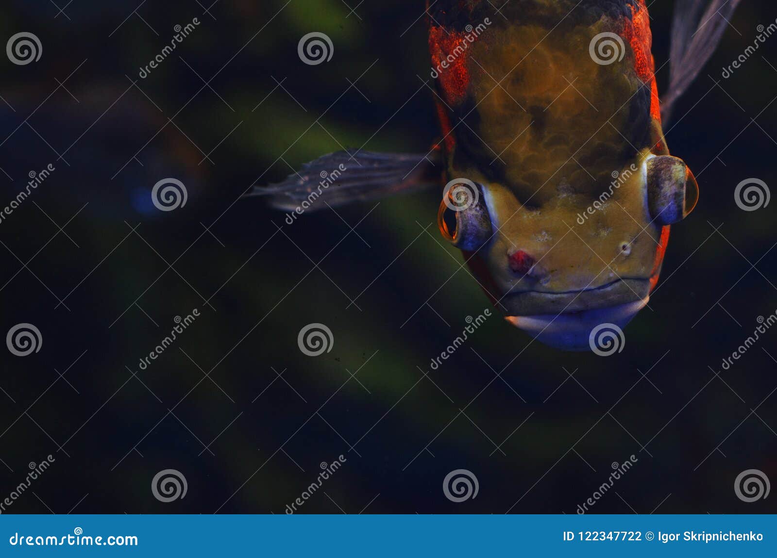The Terrible Fish with Eyebrows is Floating Stock Photo - Image of ...